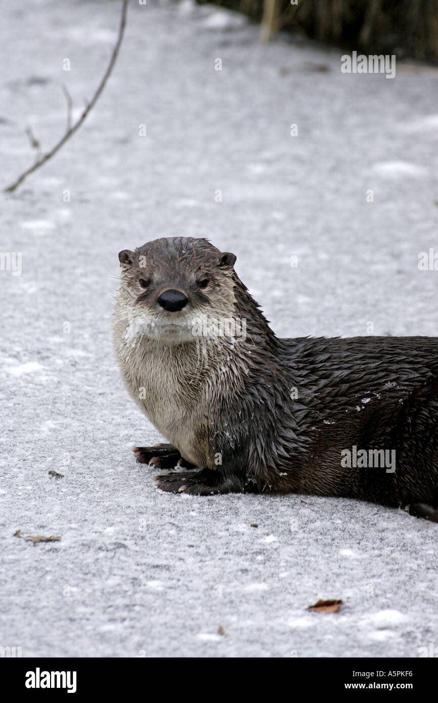 River otter in winter Stock Photo - Alamy