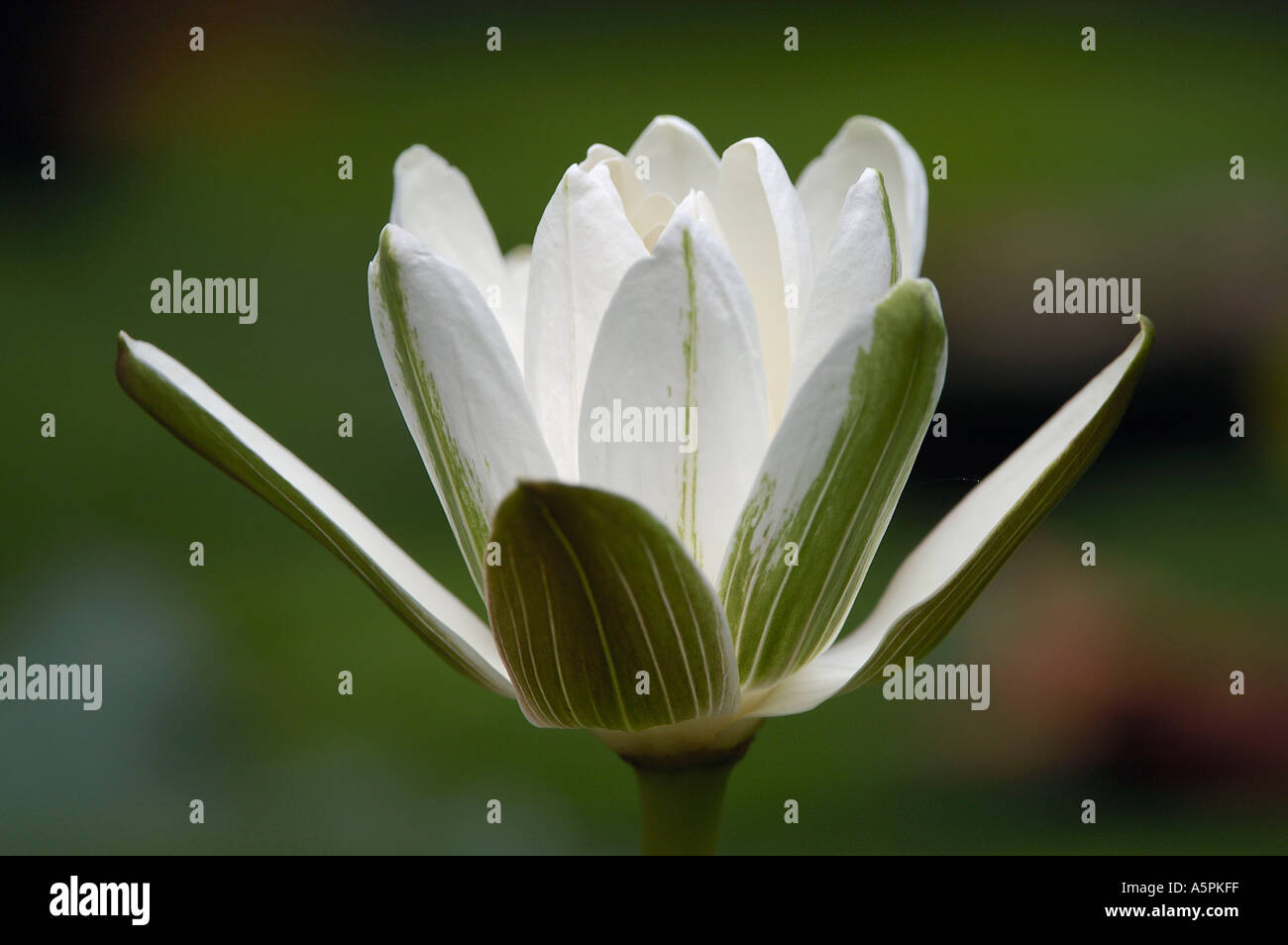 White Egyptian Lotus Nymphaea lotus Weisser Aegyptischer Lotus Weisser ...