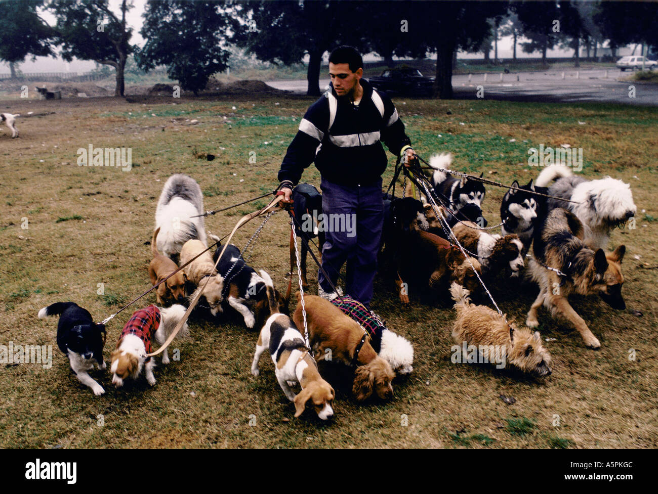 MALE DOG HANDLER WALKING CROWD OF VARIOUS BREED OF DOG ON LEADS AT THE ...