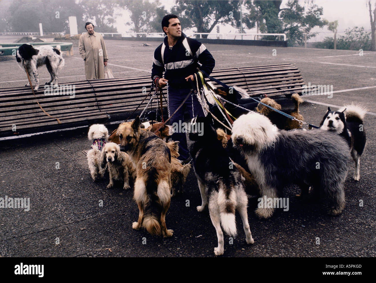 Various dogs breed hi-res stock photography and images - Alamy