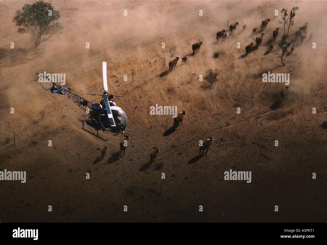 Helicopter mustering cattle hi-res stock photography and images - Alamy
