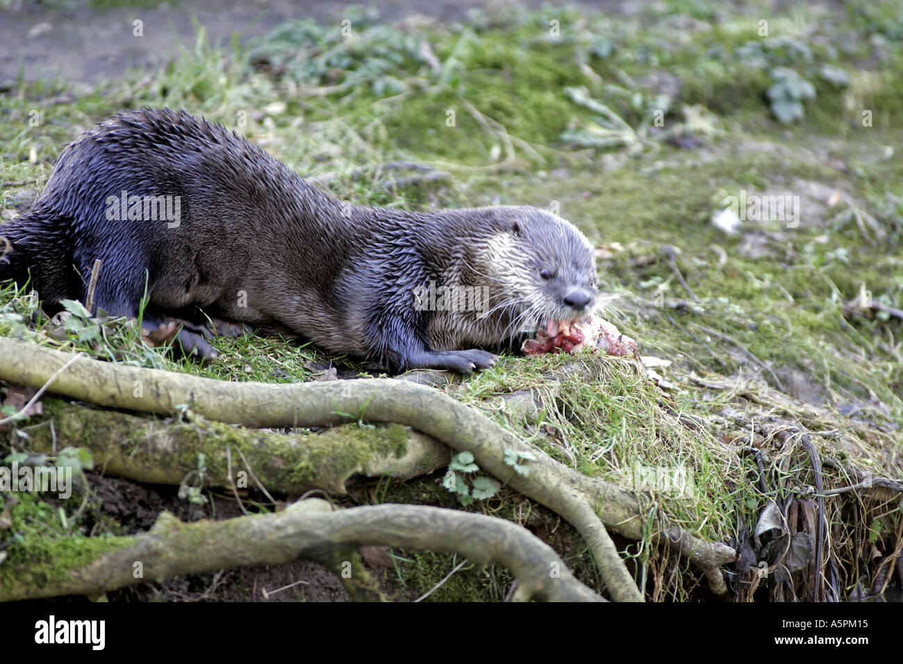 River otter eating Stock Photo - Alamy