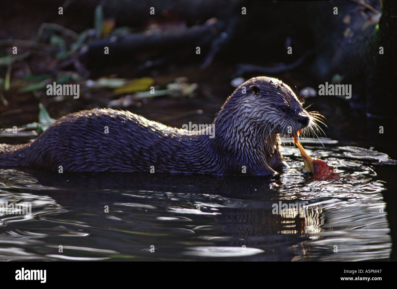River otter eating Stock Photo - Alamy