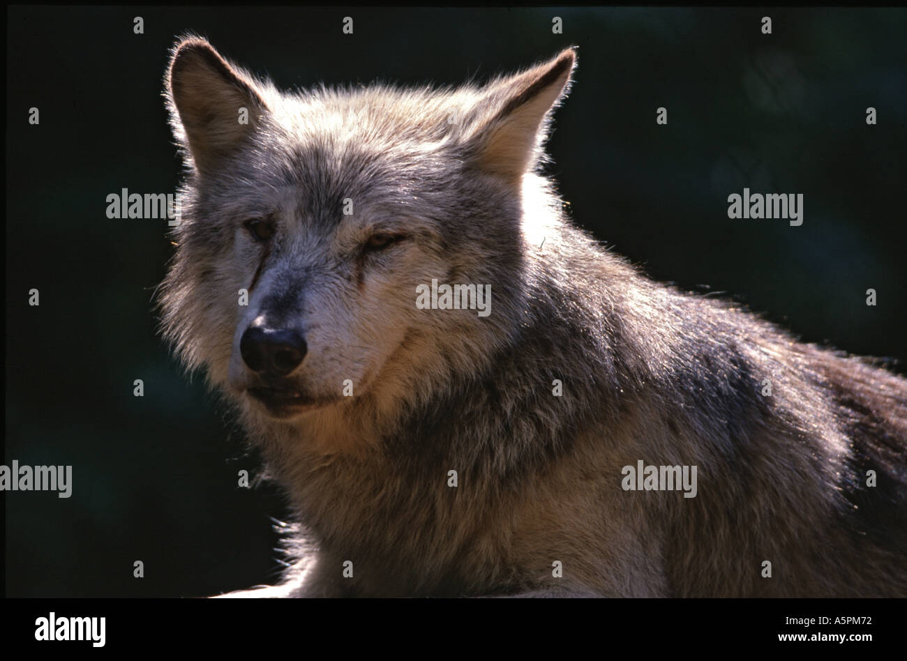 Wolf Asien High Resolution Stock Photography and Images - Alamy