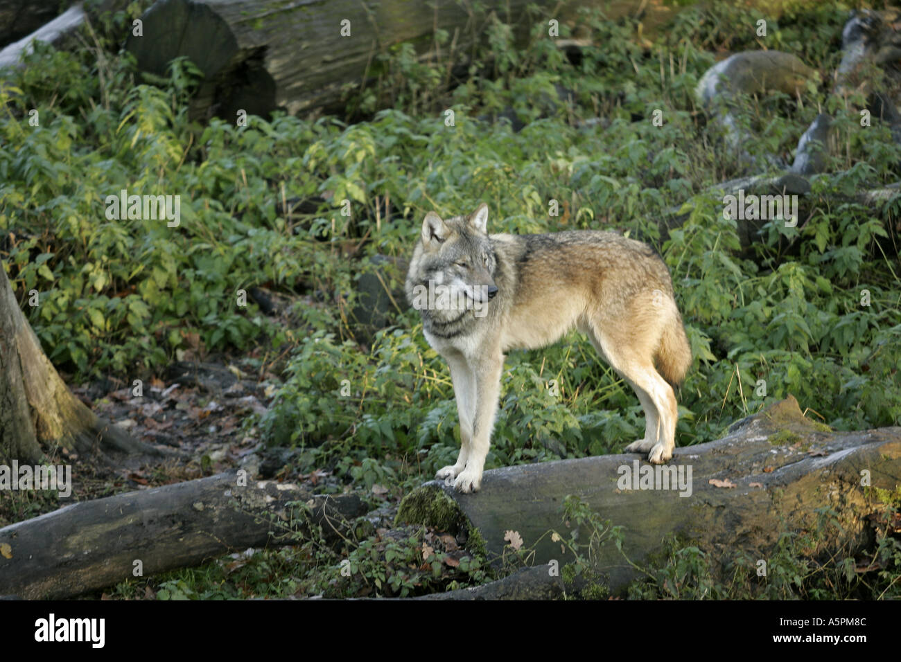 Wolf asien hi-res stock photography and images - Alamy