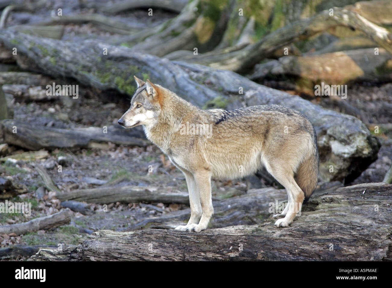 Wolf asien hi-res stock photography and images - Alamy