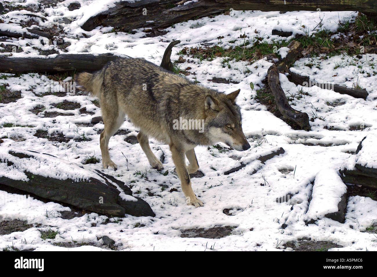 Wolf in snow Stock Photo - Alamy
