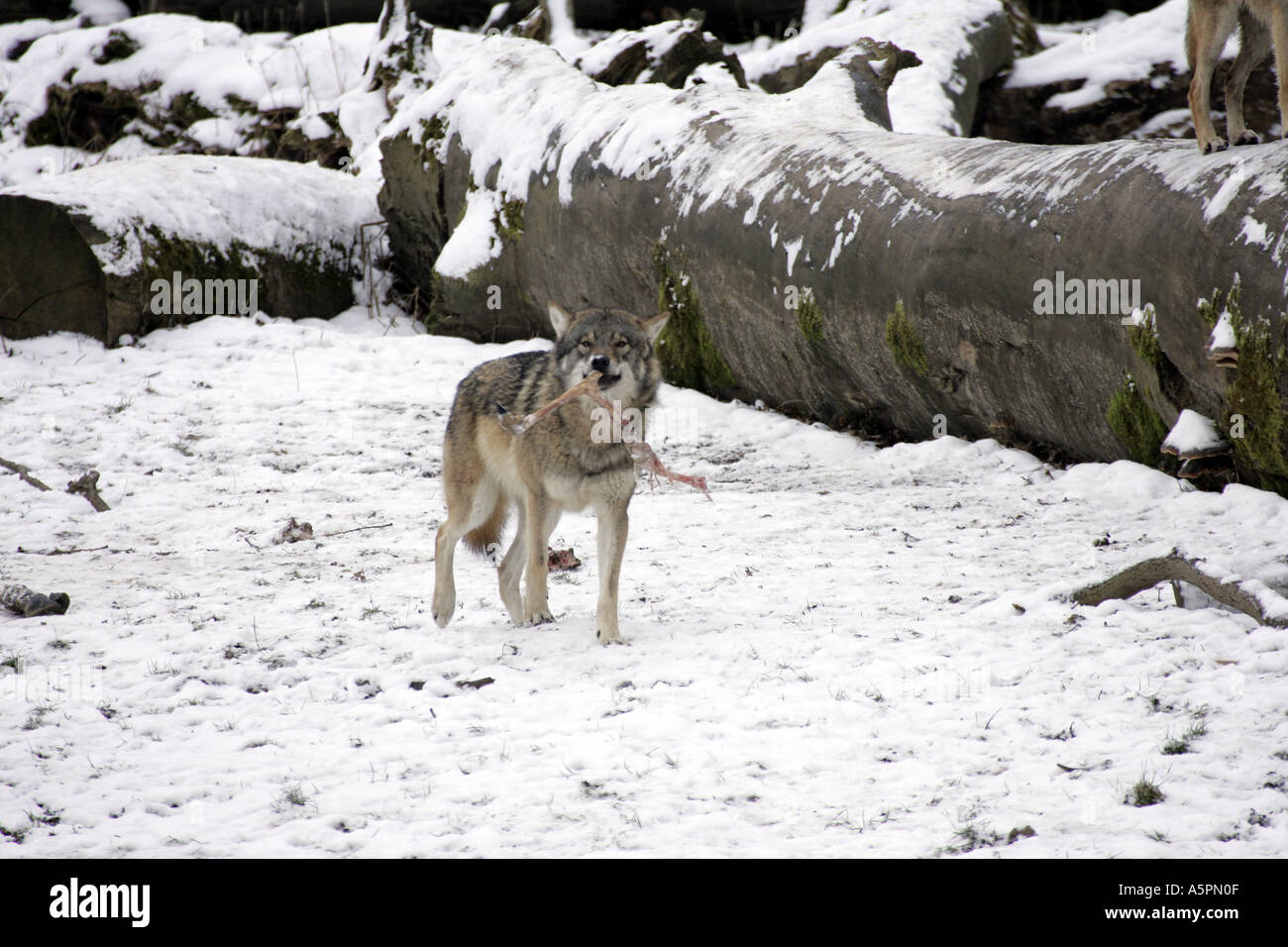 Wolf in snow Stock Photo - Alamy