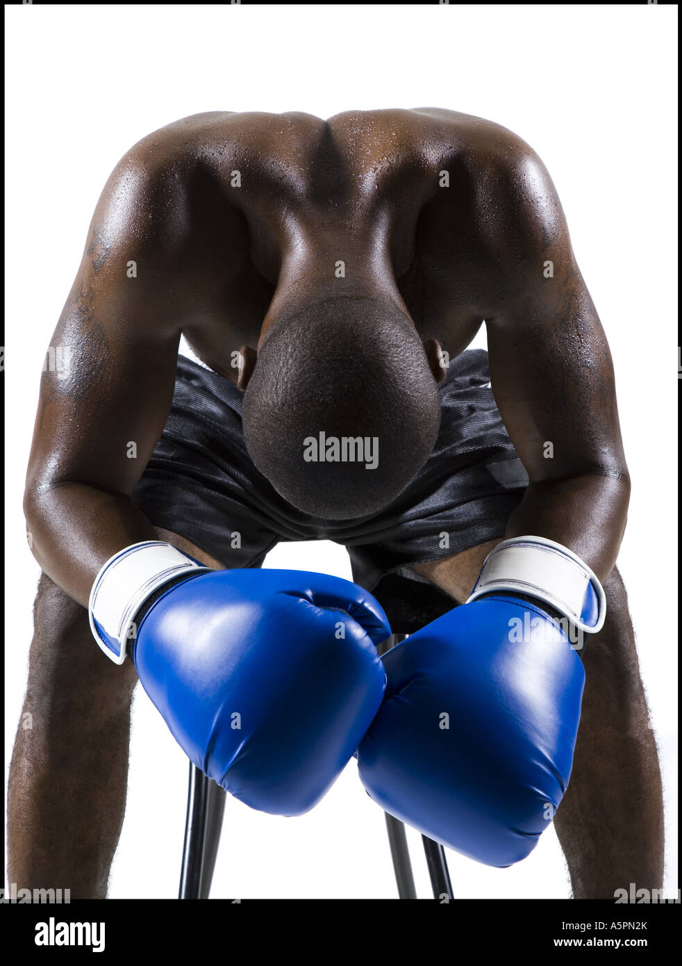 Boxer sitting on stool Stock Photo - Alamy