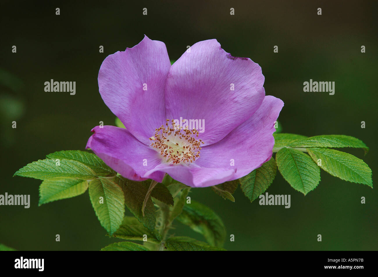 Rose blossom Rosa rugosa Kartoffelrose Bluete Stock Photo - Alamy
