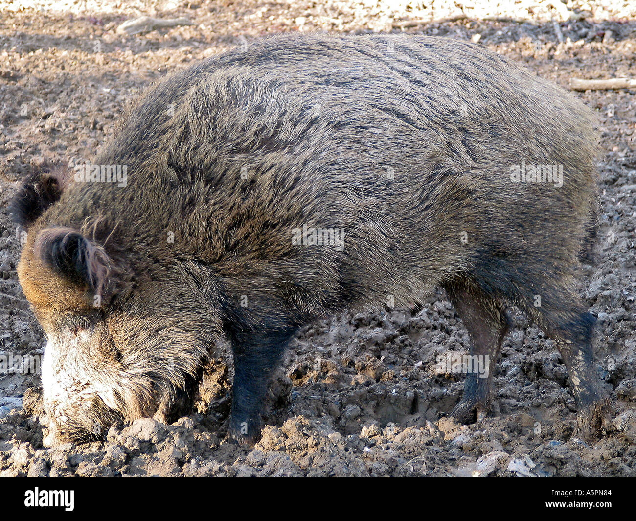 wild boar Stock Photo - Alamy