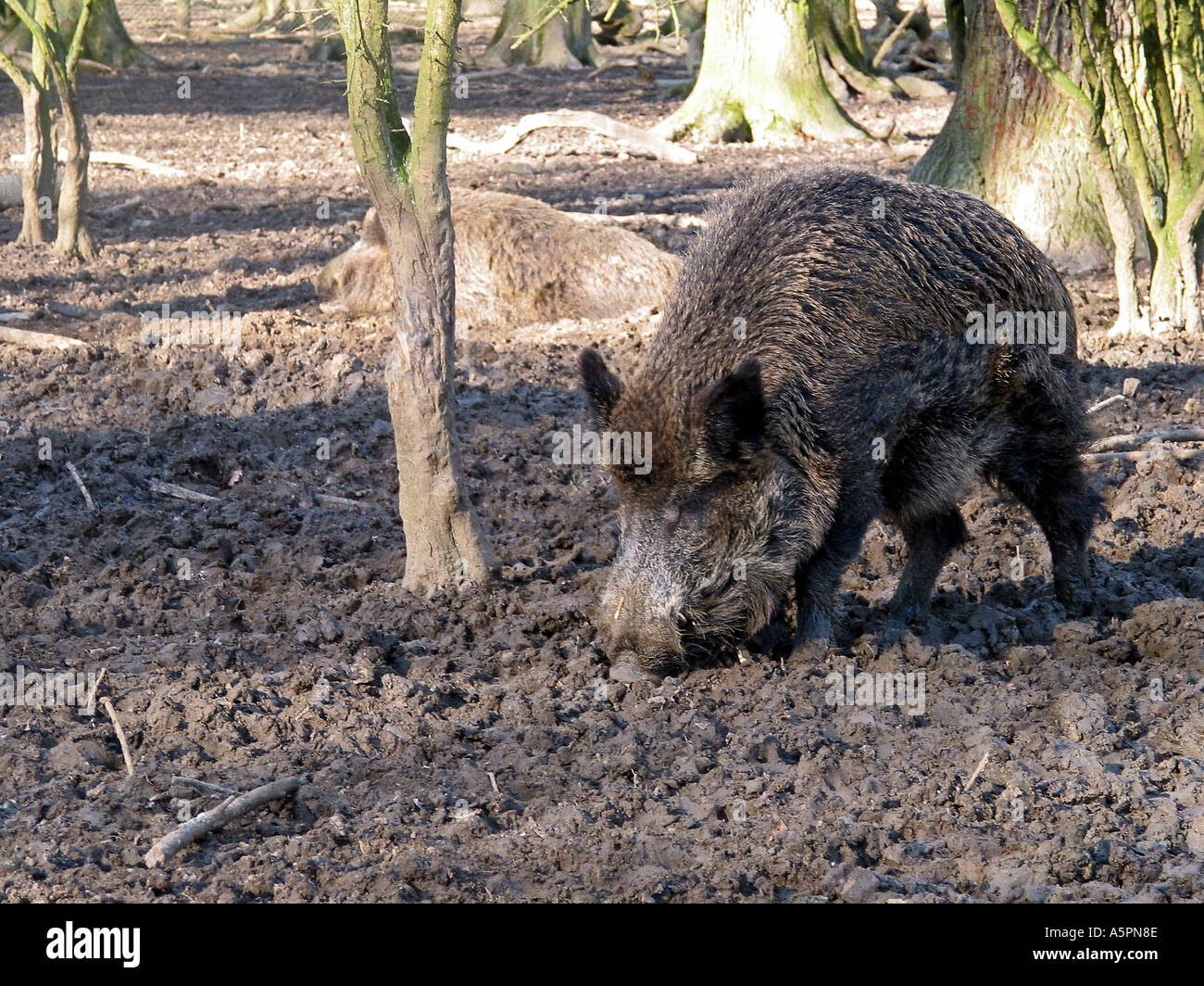 wild boar Stock Photo - Alamy