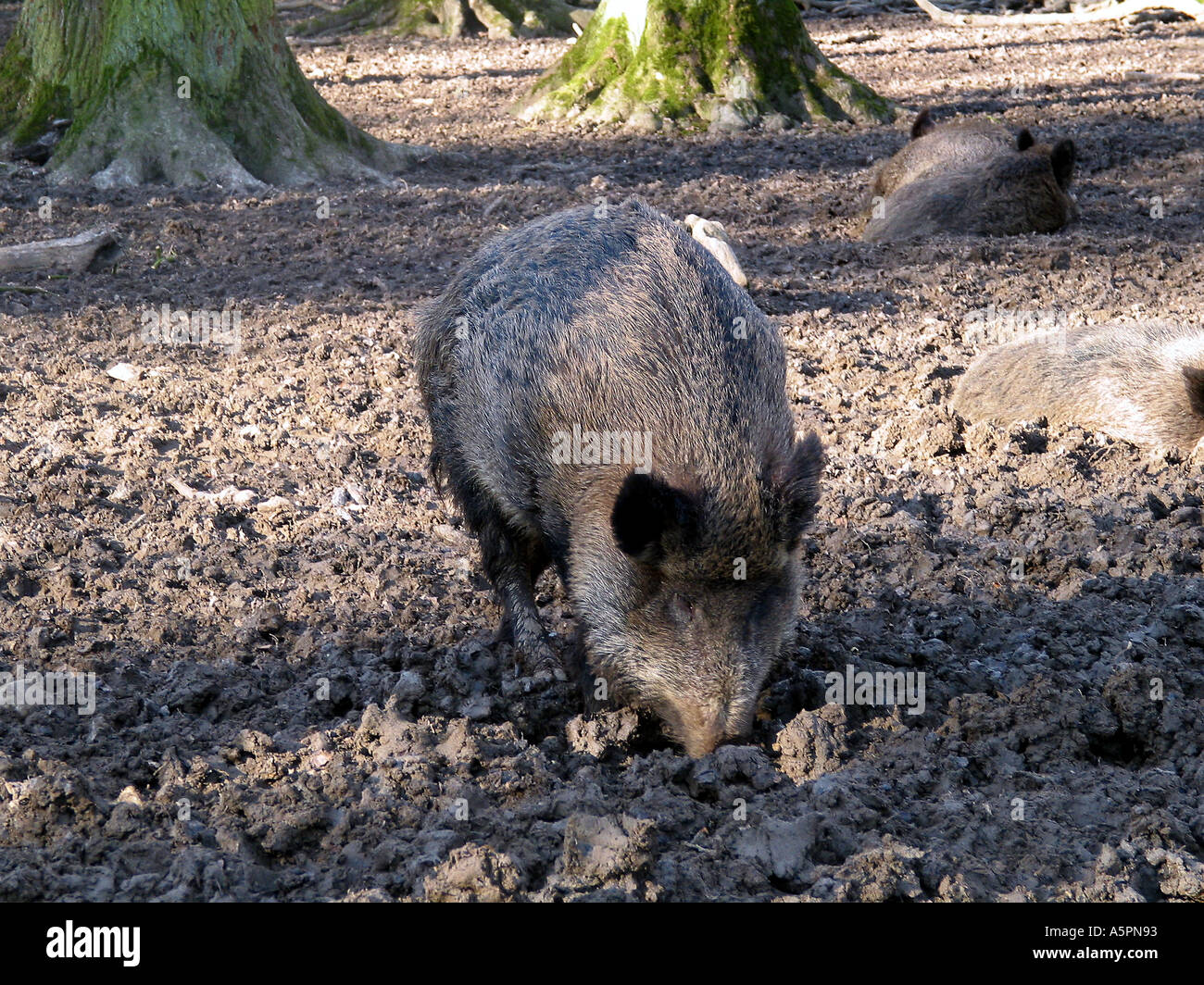 wild boar Stock Photo - Alamy