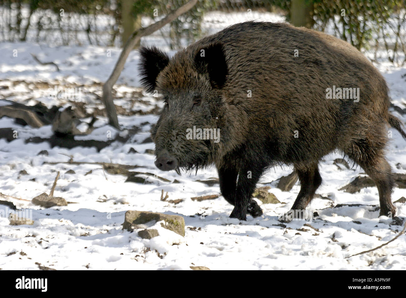 wild boar Stock Photo - Alamy