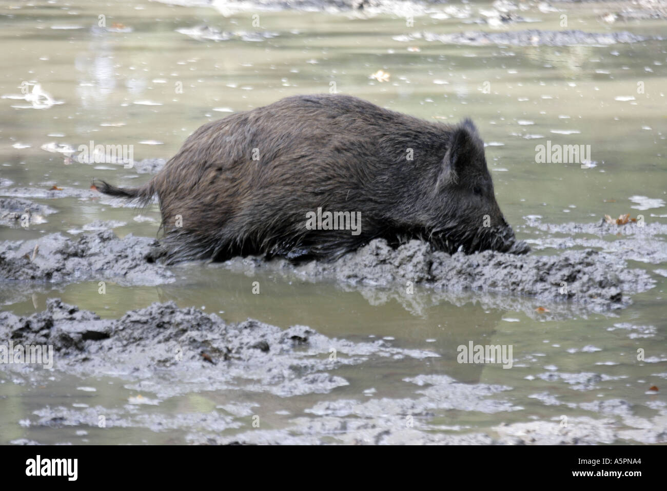 Wildschwein fell hi-res stock photography and images - Alamy