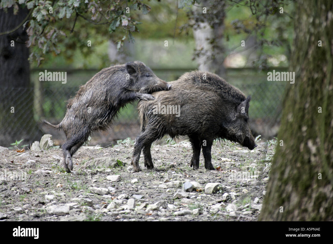 wild boar Stock Photo - Alamy