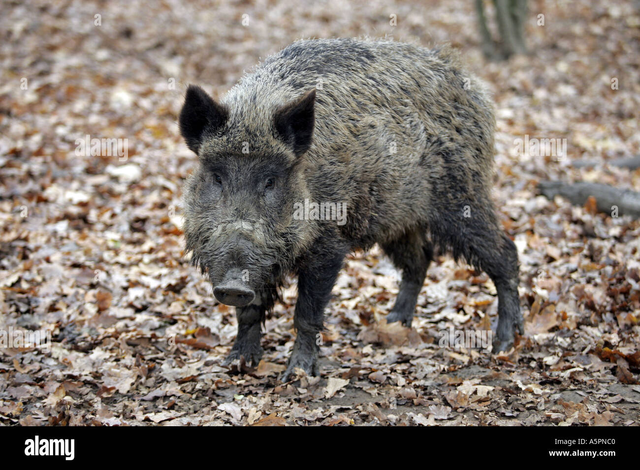 wild boar Stock Photo - Alamy