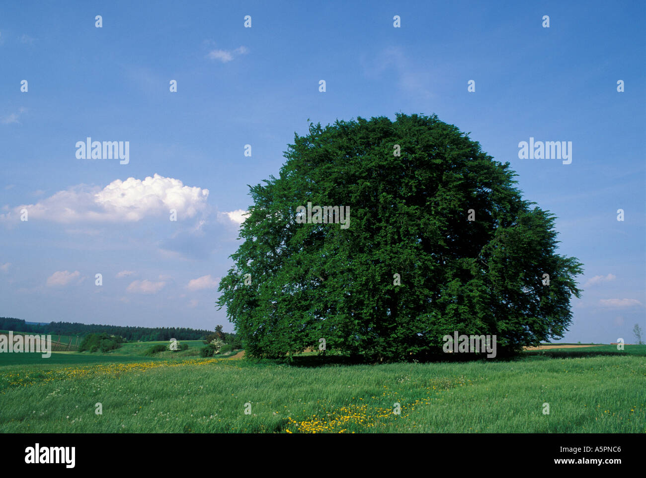 Bavaria beech tree Germany Stock Photo - Alamy