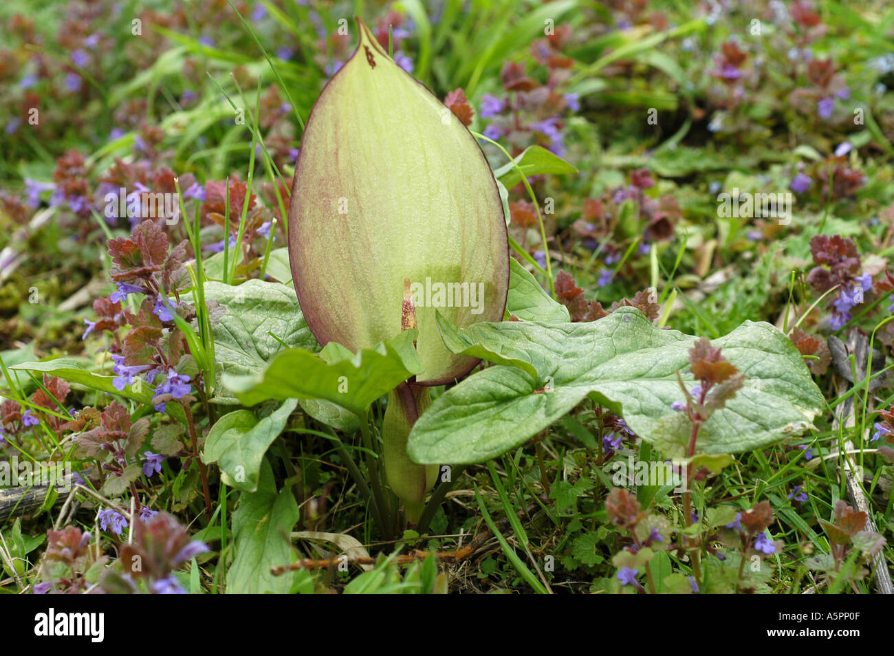 Lords and Ladies Stock Photo - Alamy