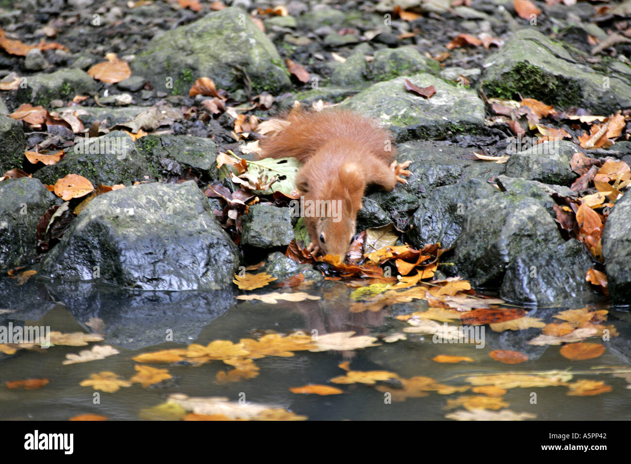 Squirrel drinking Stock Photo - Alamy