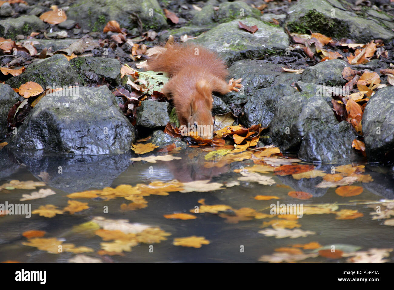 Squirrel drinking Stock Photo - Alamy