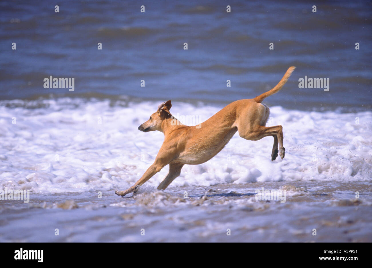Greyhound running beach hi-res stock photography and images - Alamy