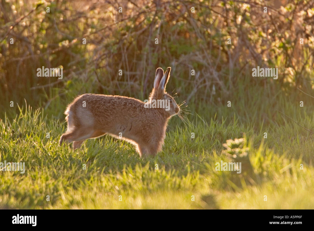 Brown Hare Stretching Lepus capensis Norfolk UK Stock Photo - Alamy