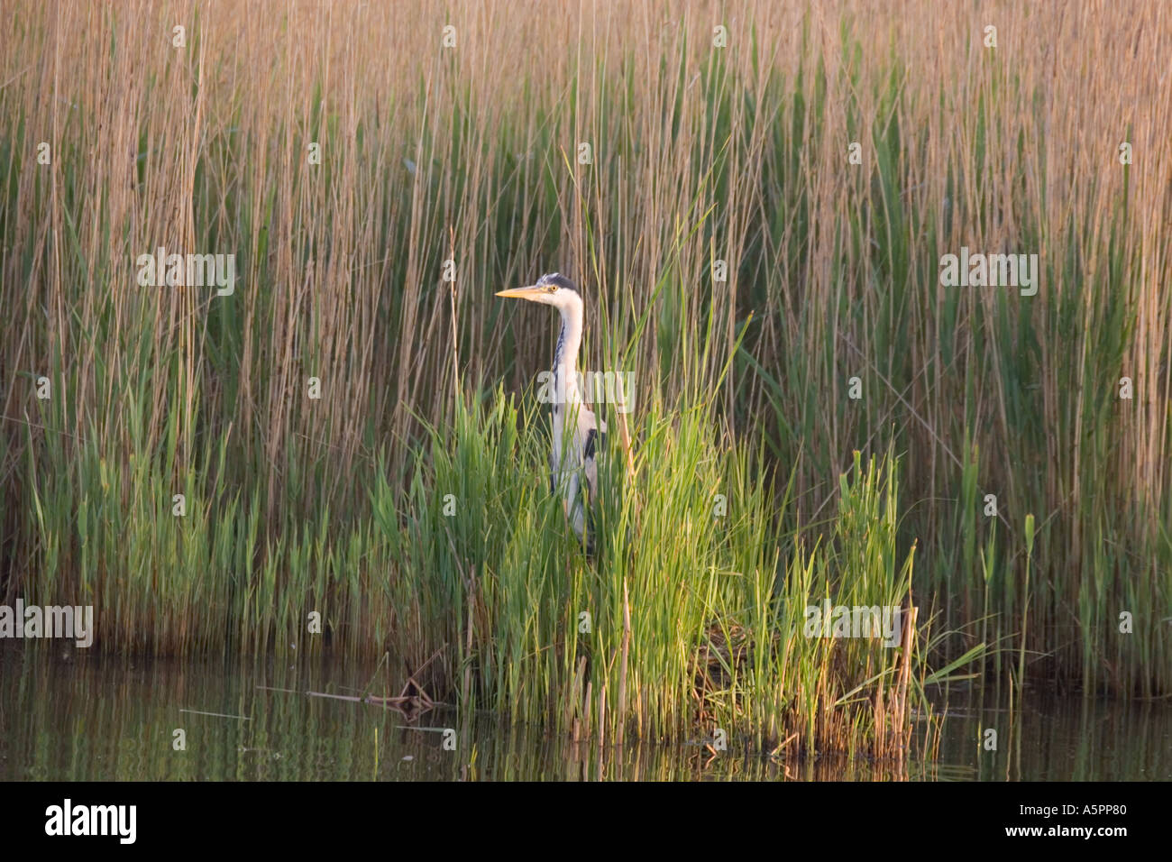 Grey Heron Standing in Reeds "Ardea cinerea" Norfolk Broads UK Stock ...