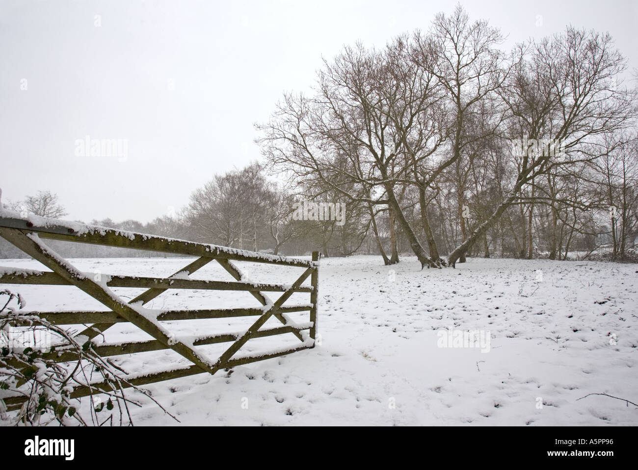 Winter landscape snowy trees hi-res stock photography and images - Alamy