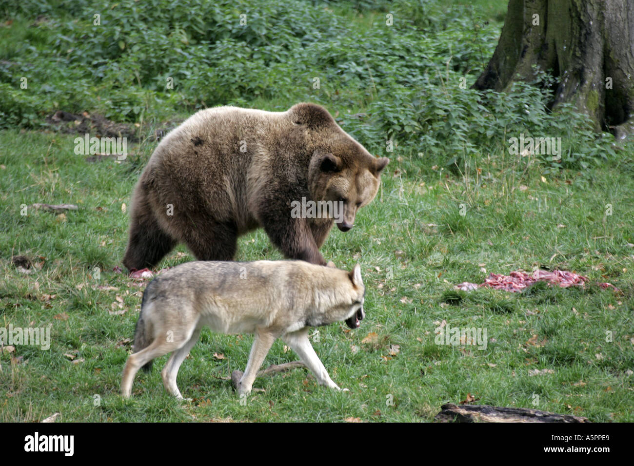bear and wolf Stock Photo - Alamy