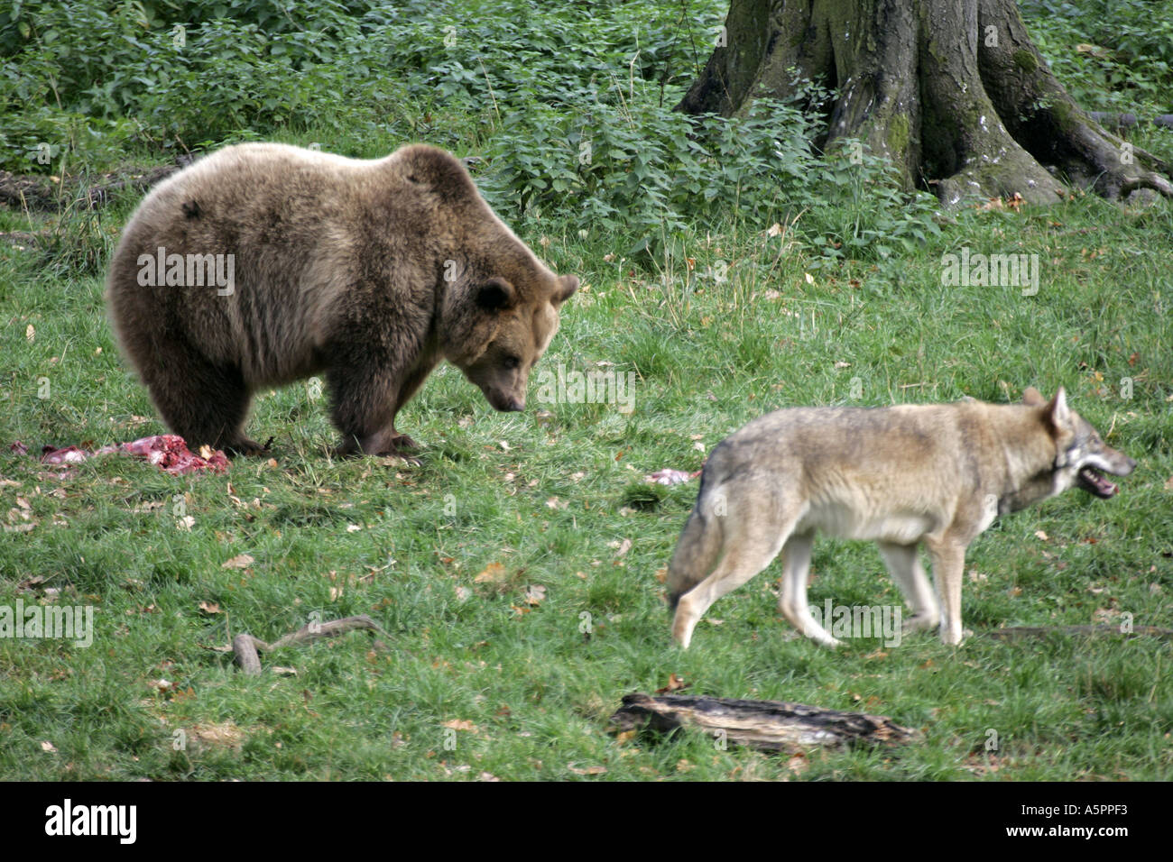 bear and wolf Stock Photo - Alamy