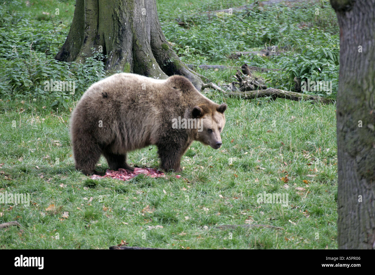 bear and wolf Stock Photo - Alamy