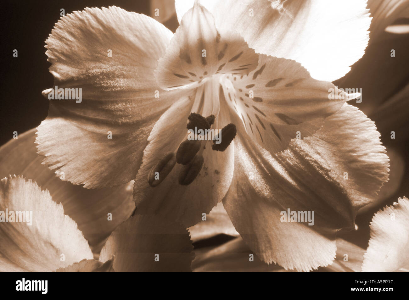 Black white sepia red hi-res stock photography and images - Alamy