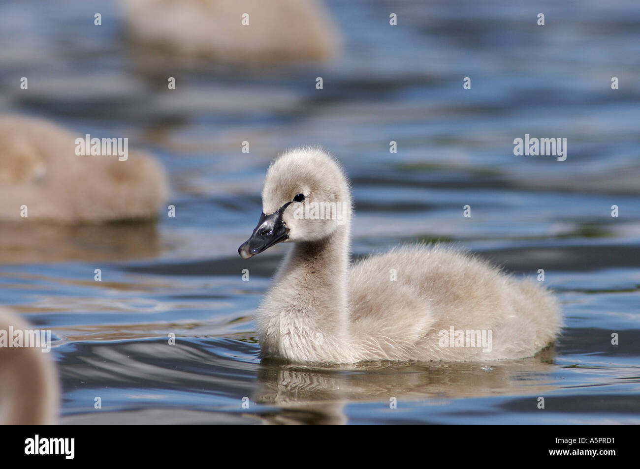 Black Swan chick Cygnus atratus Schwarzer Schwan Kueken Stock Photo - Alamy