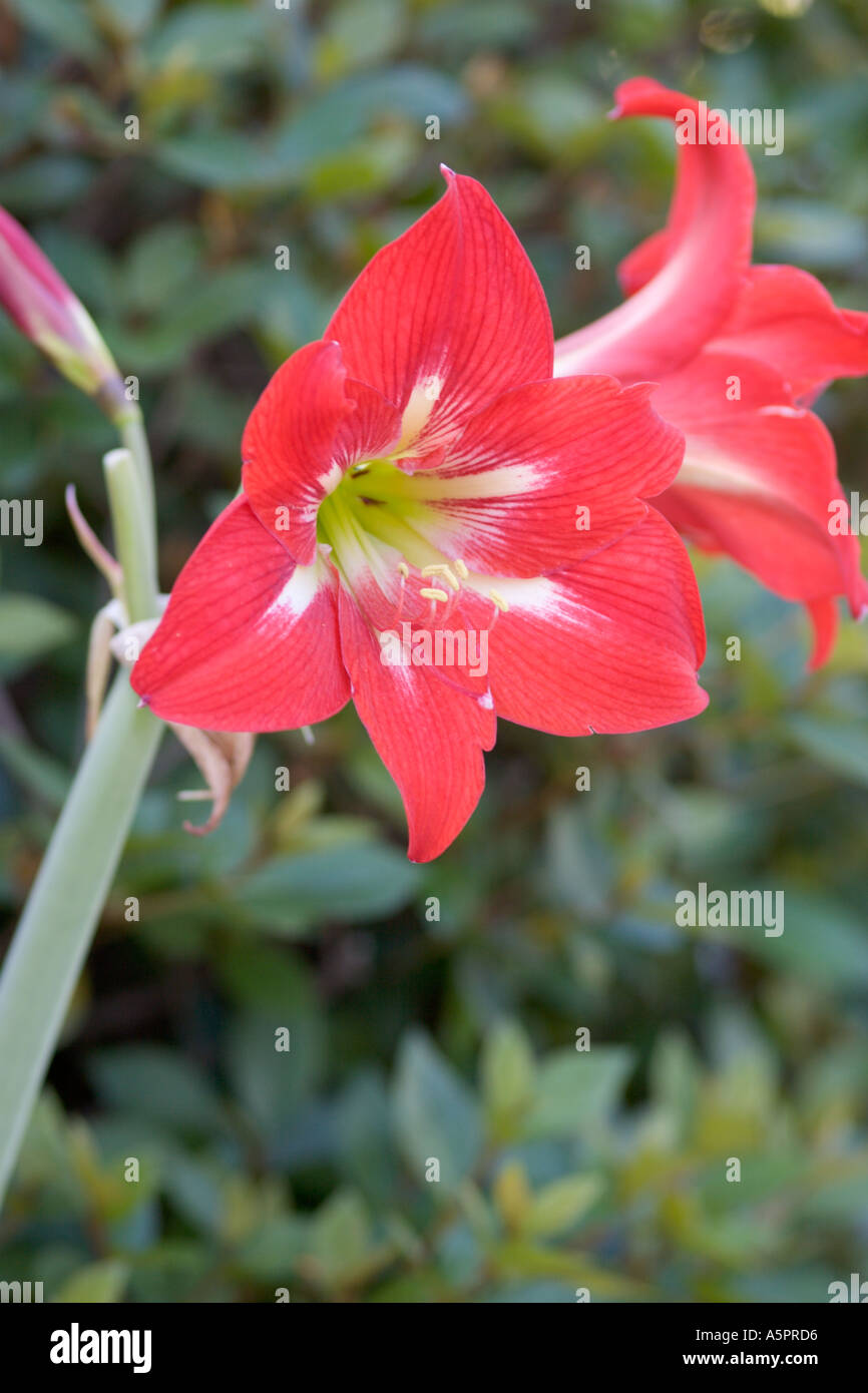 Red bulb flower hi-res stock photography and images - Alamy