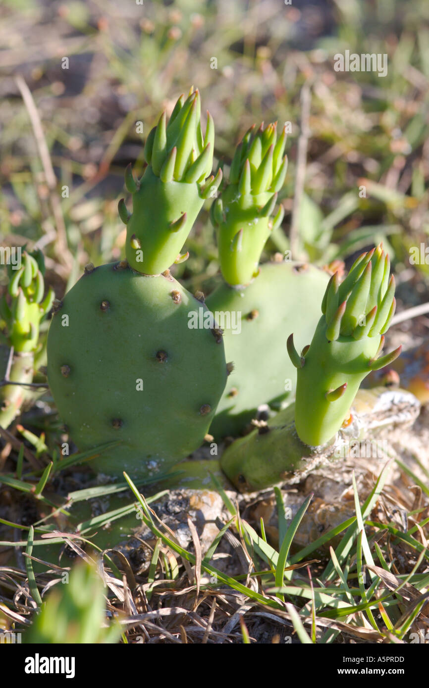 Prickly Pear Cactus about to bloom in Central Florida USA Stock Photo ...