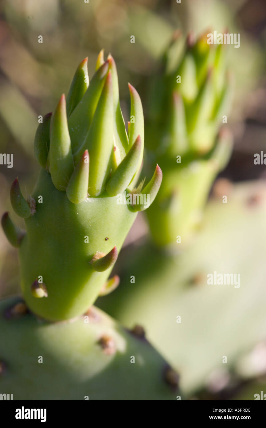 Prickly Pear Cactus about to bloom in Central Florida USA Stock Photo ...