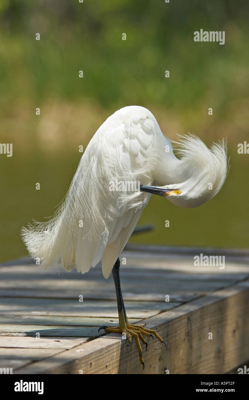 Grooming its feathers hi-res stock photography and images - Alamy