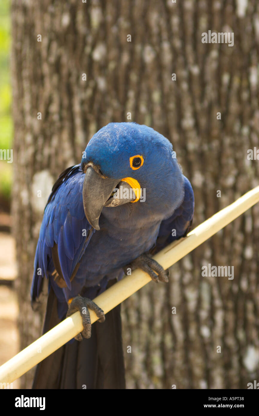Rare macaw hi-res stock photography and images - Alamy