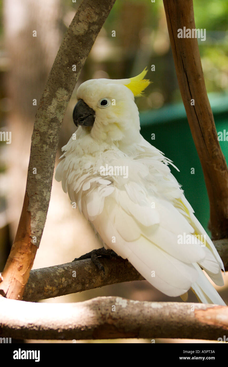 Sulfur crested Cockatoo Stock Photo - Alamy