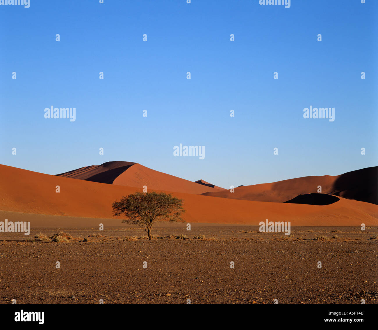 Dunes with tree Sossusvlei Namib dessert Namibia Stock Photo - Alamy