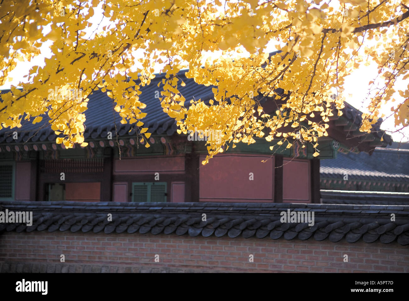 Wild ginko tree hi-res stock photography and images - Alamy