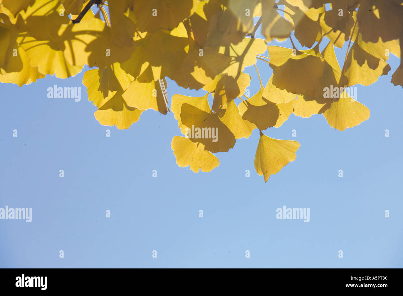 Wild ginko tree hi-res stock photography and images - Alamy