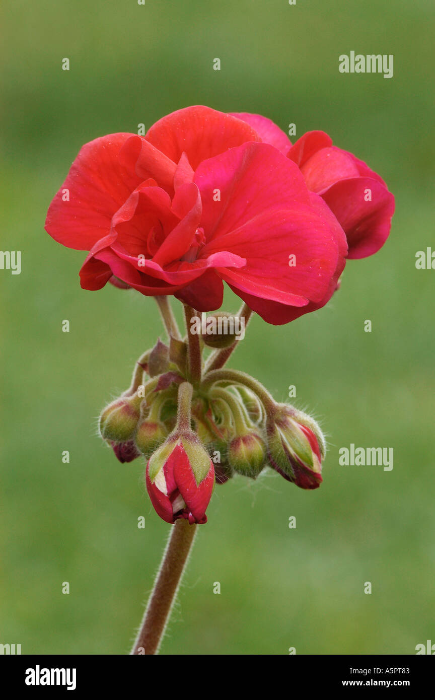 Geranium Pelargonium zonale Pelargonie Storchschnabelgewaechse ...