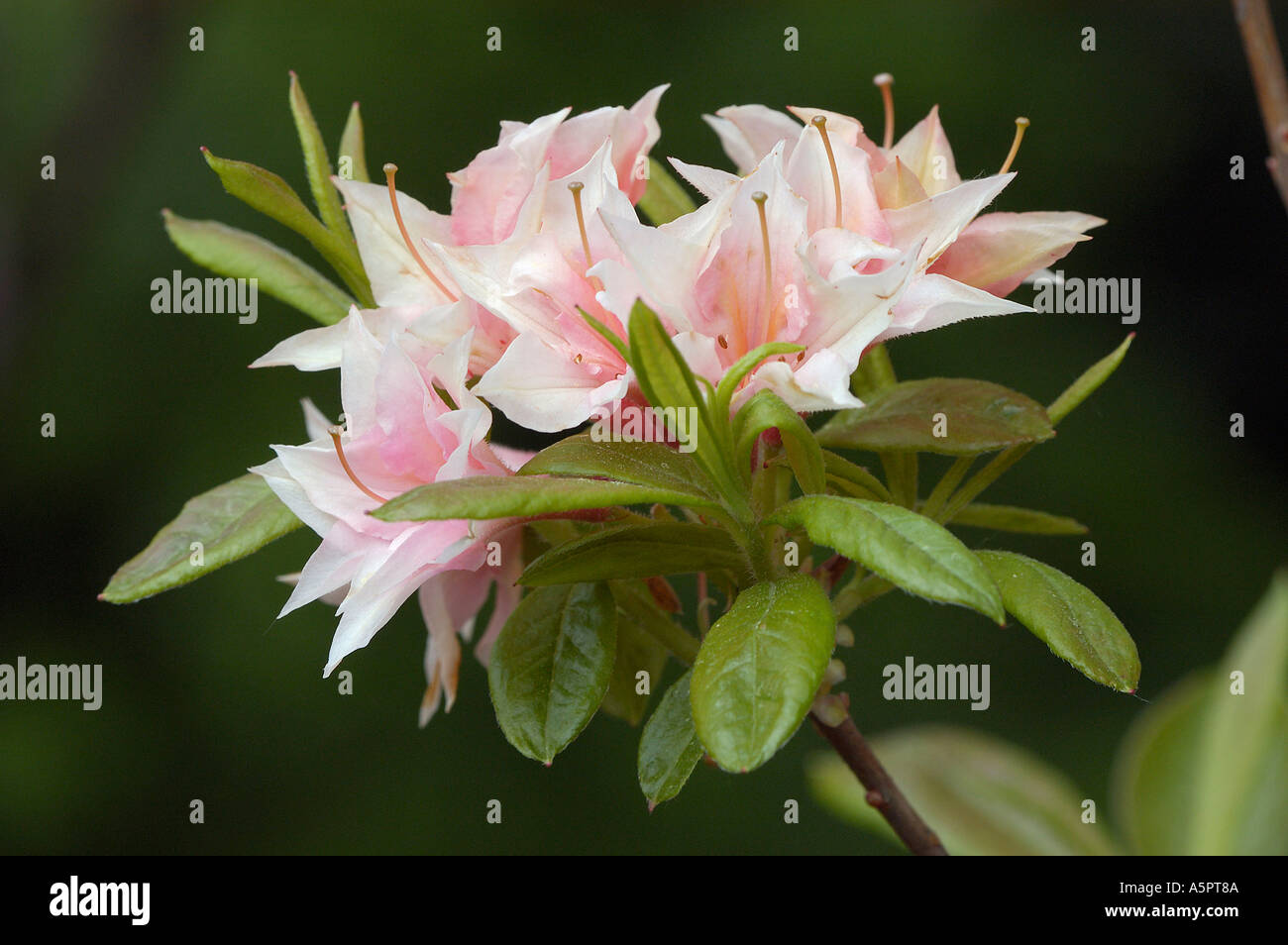 Azalea Rhododendron spec Azalee Stock Photo - Alamy