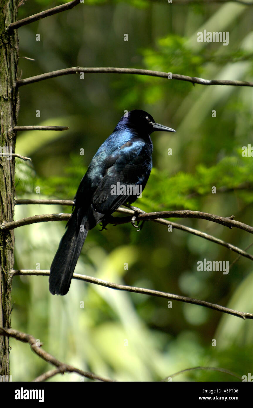Boat tailed Grackle Quiscalus major in western Florida Stock Photo - Alamy