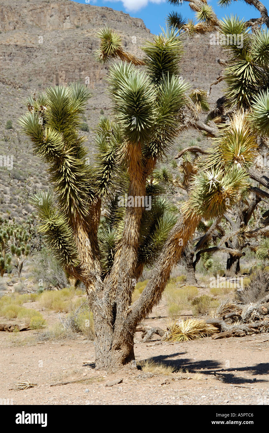 Joshue tree hi-res stock photography and images - Alamy
