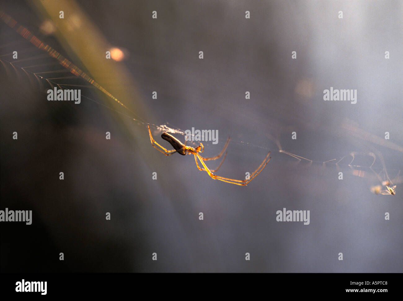 Spider in the net Stock Photo - Alamy