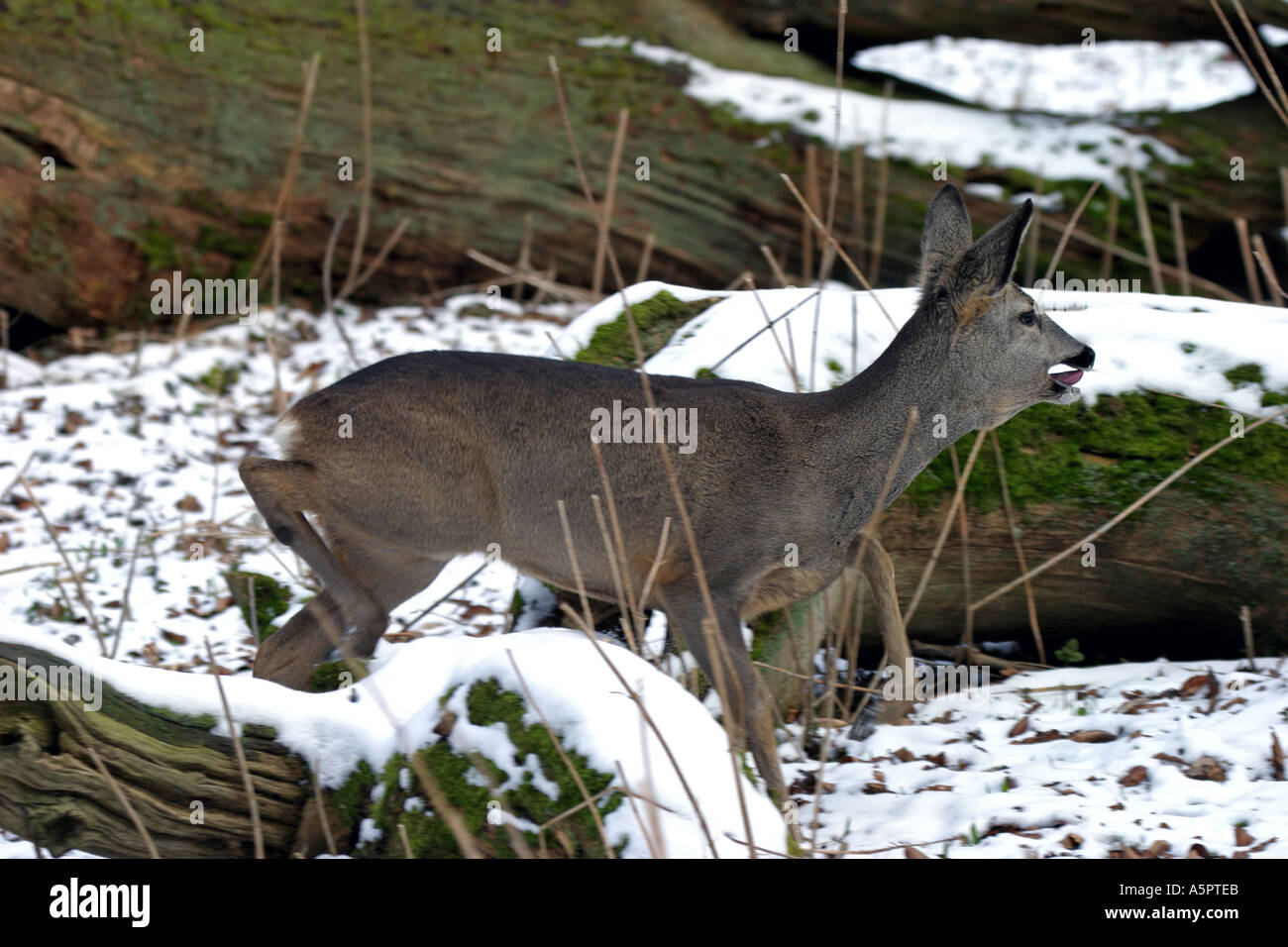 roe deer runs in enclosure Stock Photo - Alamy