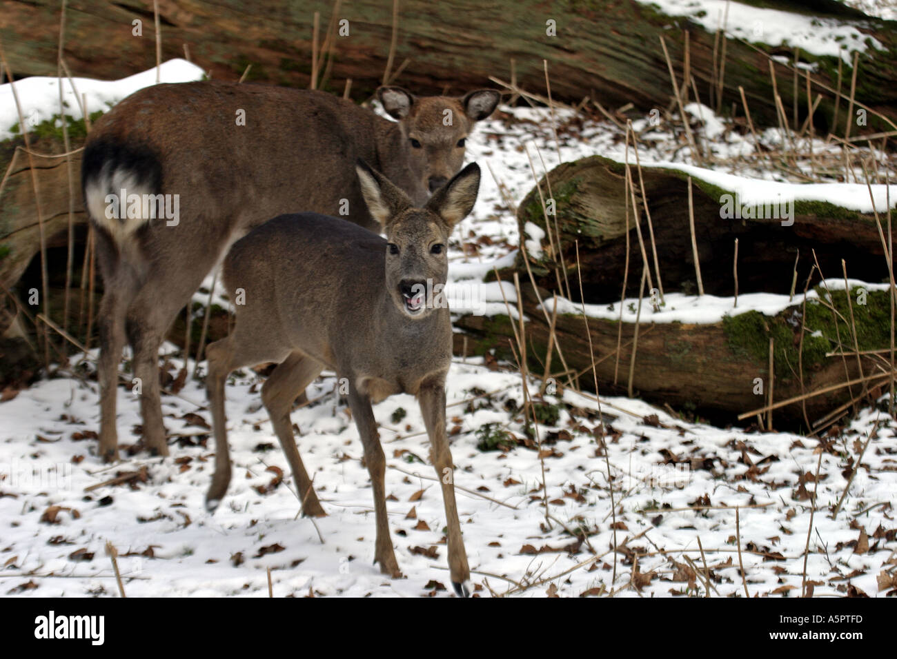 roe deer in enclosure Stock Photo - Alamy
